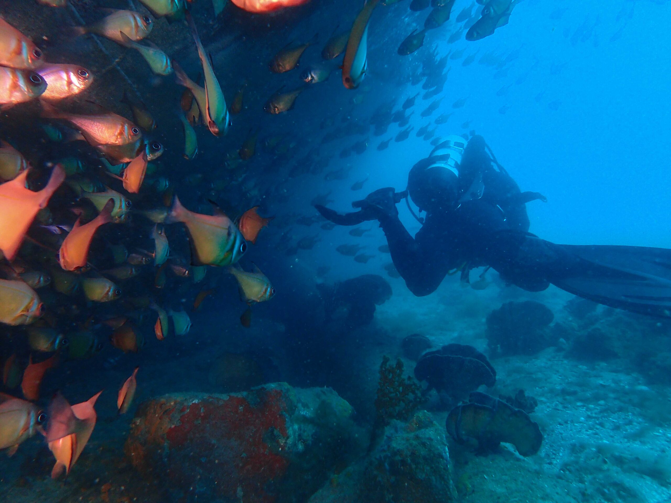 Club trip report - HMAS Swan, Australia Day - UWA Underwater Club