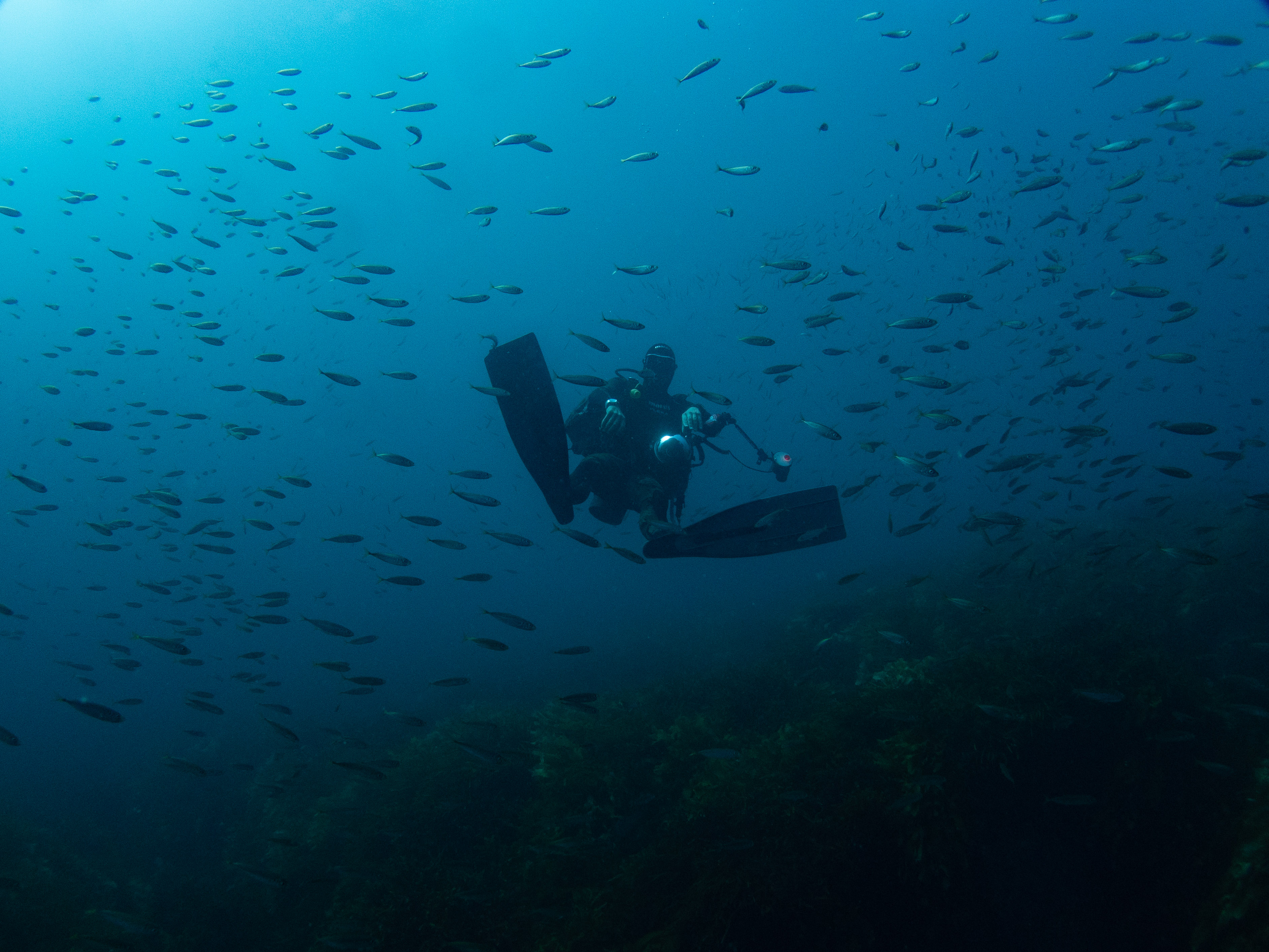 Double Dive - 30-35m - UWA Underwater Club